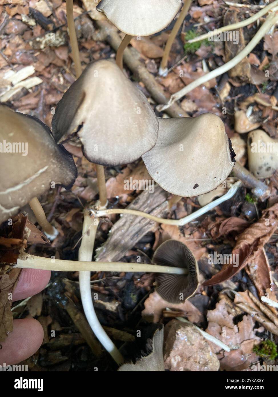 Tall Psathyrella (Psathyrella longipes Stock Photo - Alamy