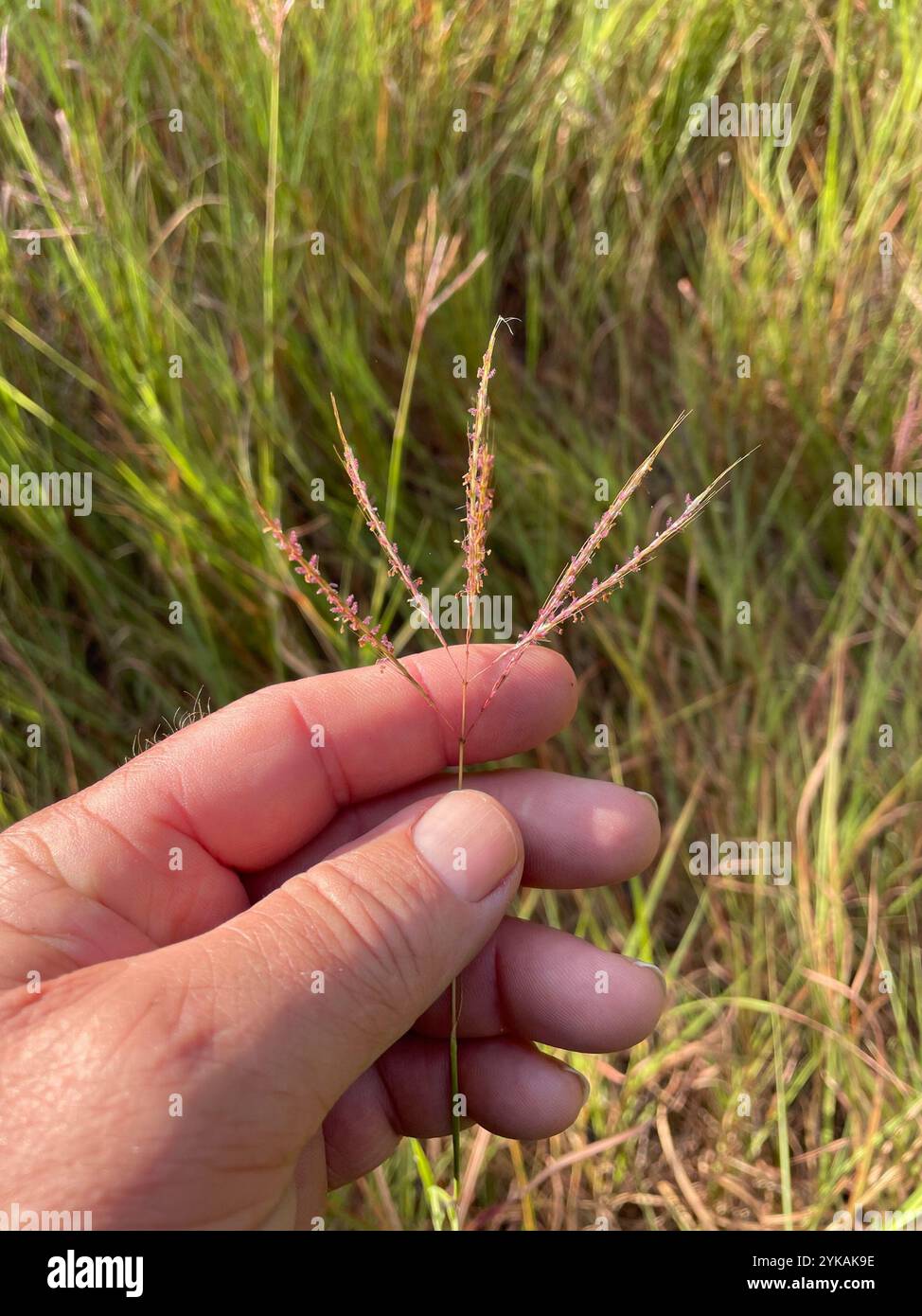 King Ranch bluestem (Bothriochloa ischaemum Stock Photo - Alamy