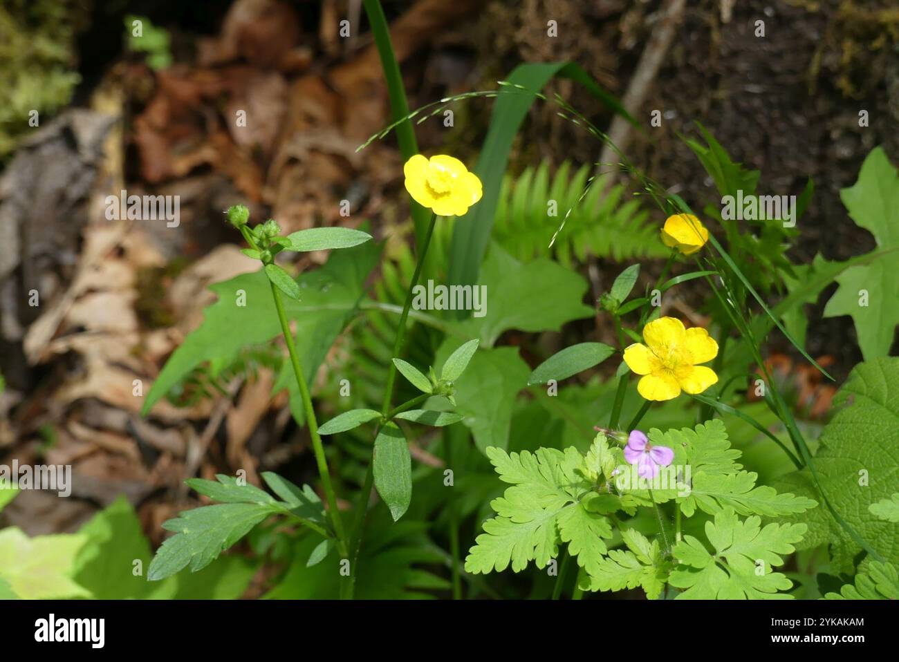 Creeping buttercup (Ranunculus repens Stock Photo - Alamy