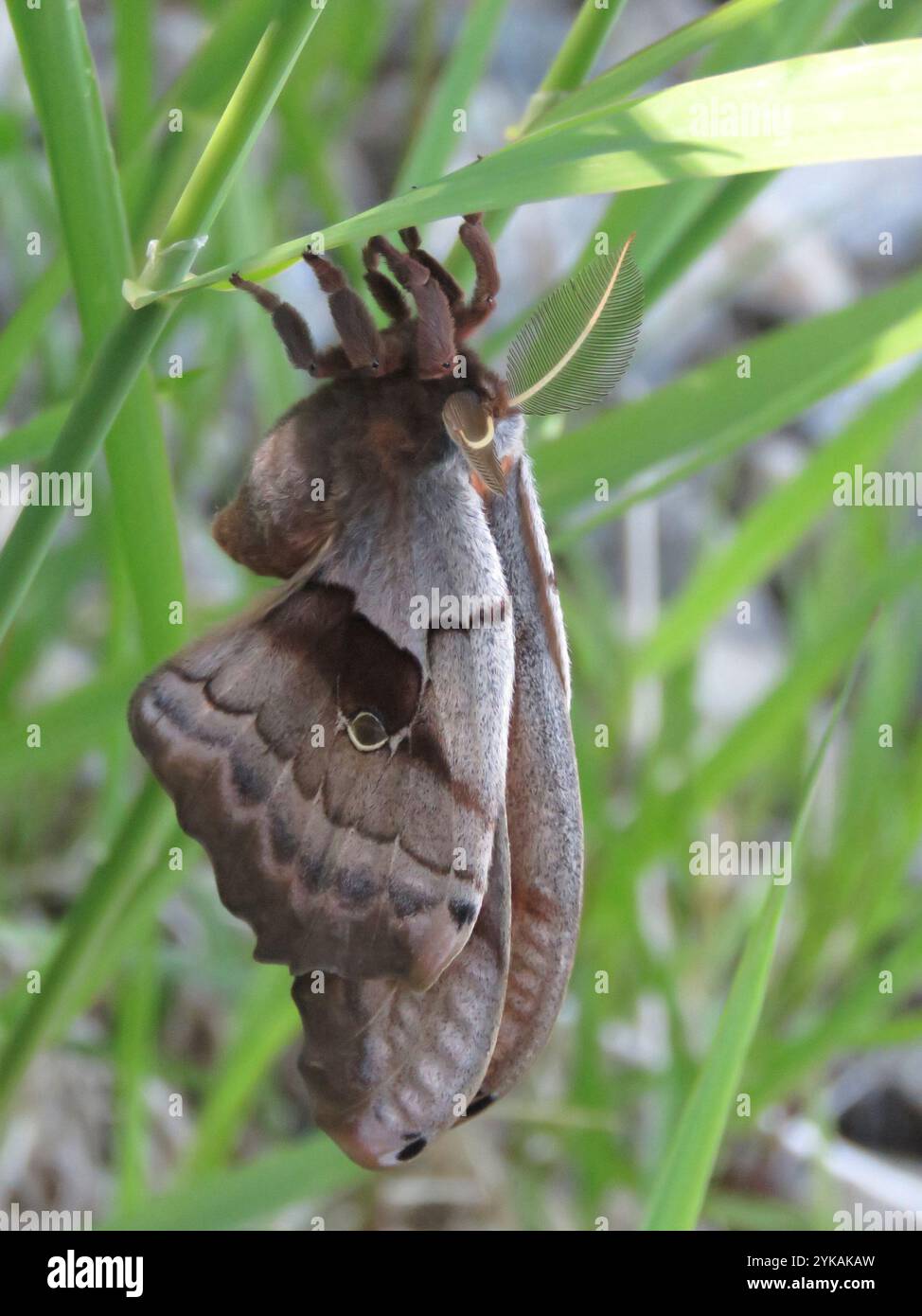Polyphemus Moth (Antheraea polyphemus Stock Photo - Alamy