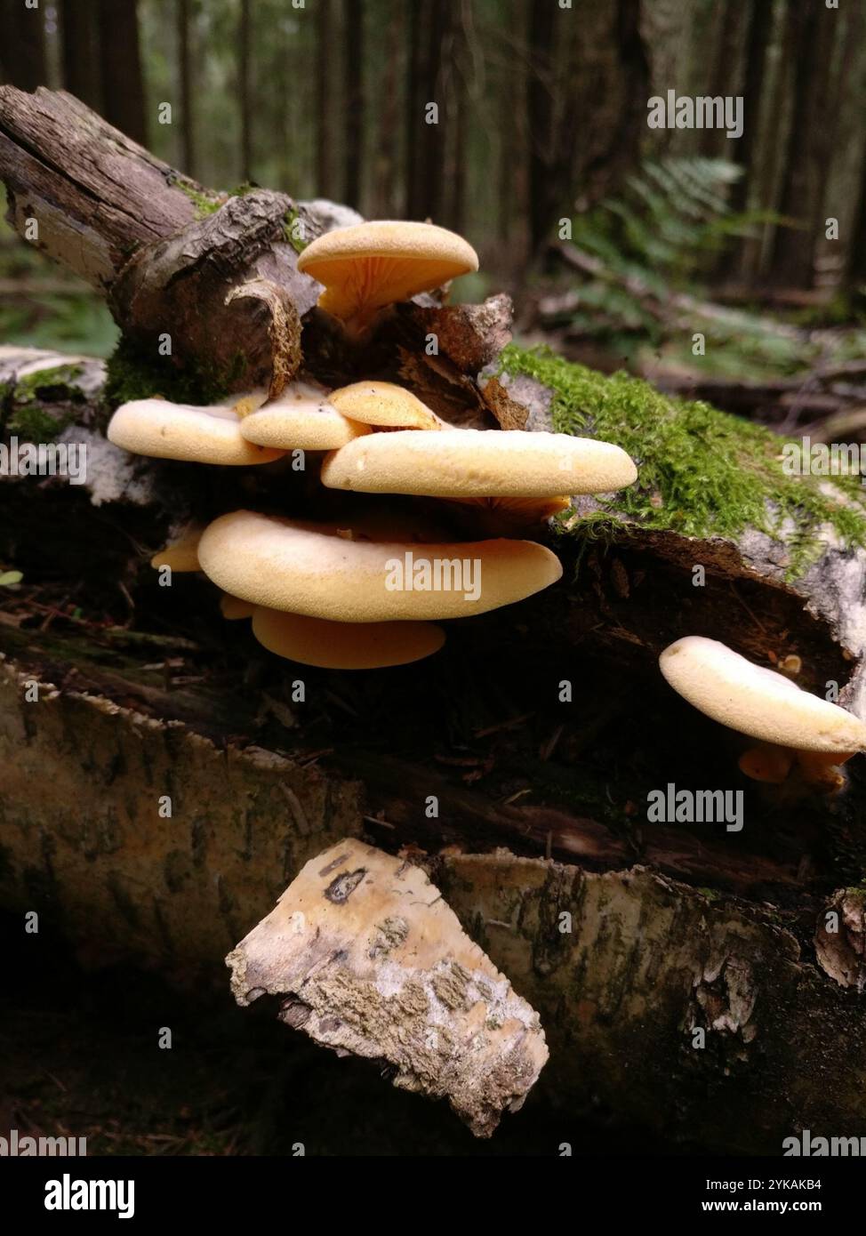 Stinking Orange Oyster (Phyllotopsis nidulans Stock Photo - Alamy