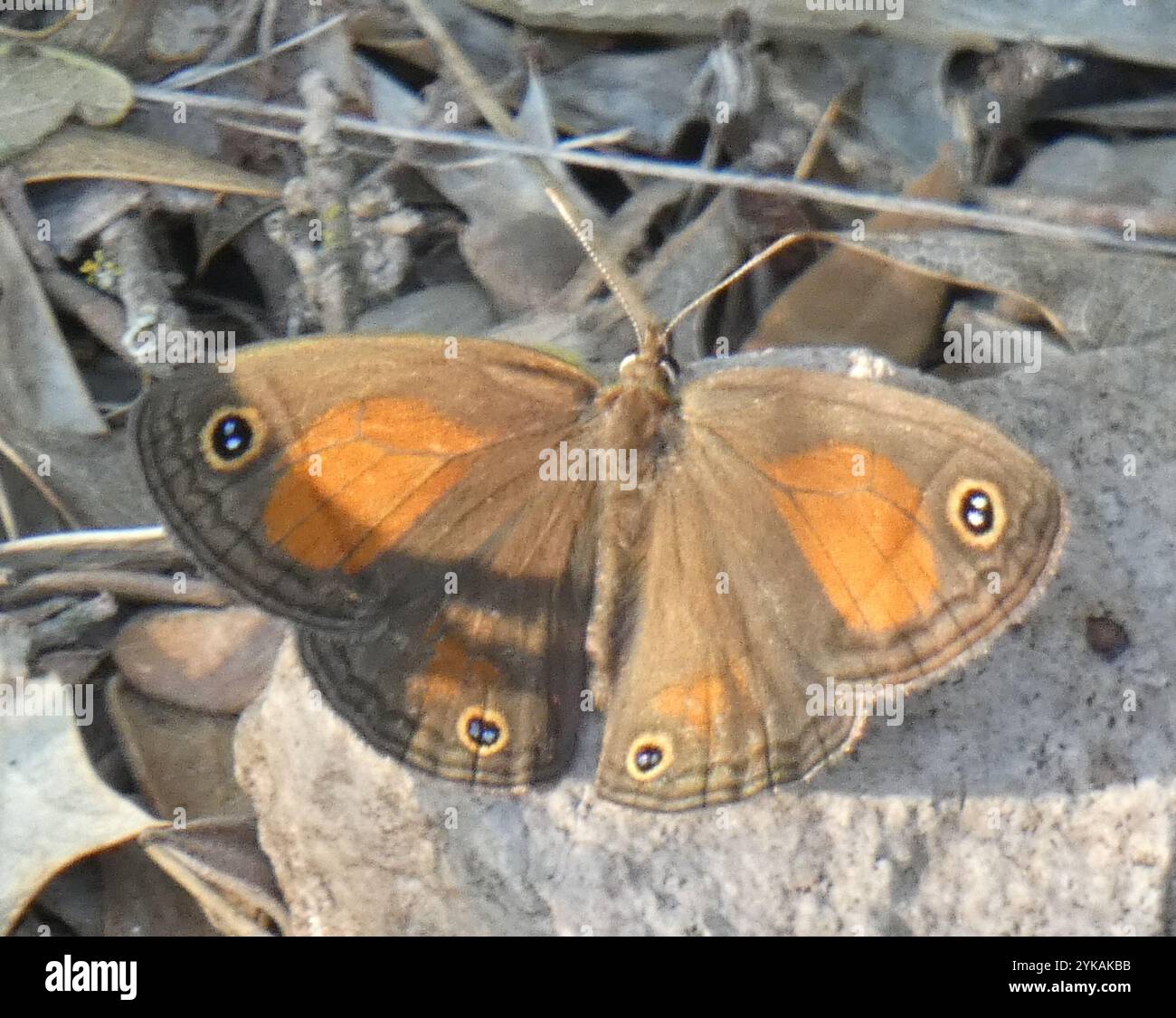 Red Satyr (Cissia rubricata Stock Photo - Alamy
