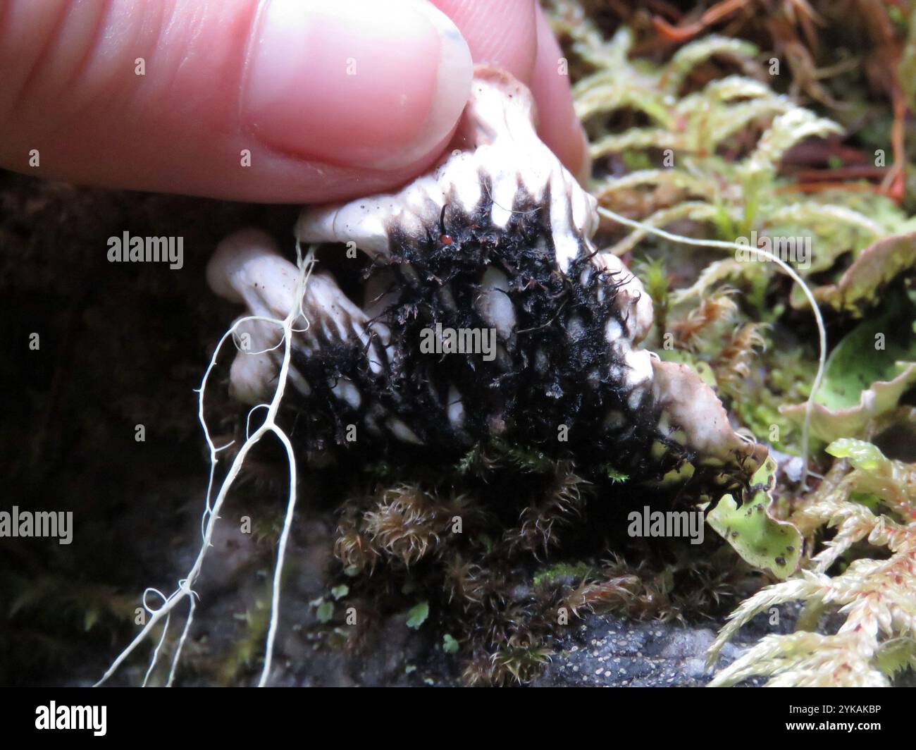 freckled pelt lichen (Peltigera aphthosa Stock Photo - Alamy