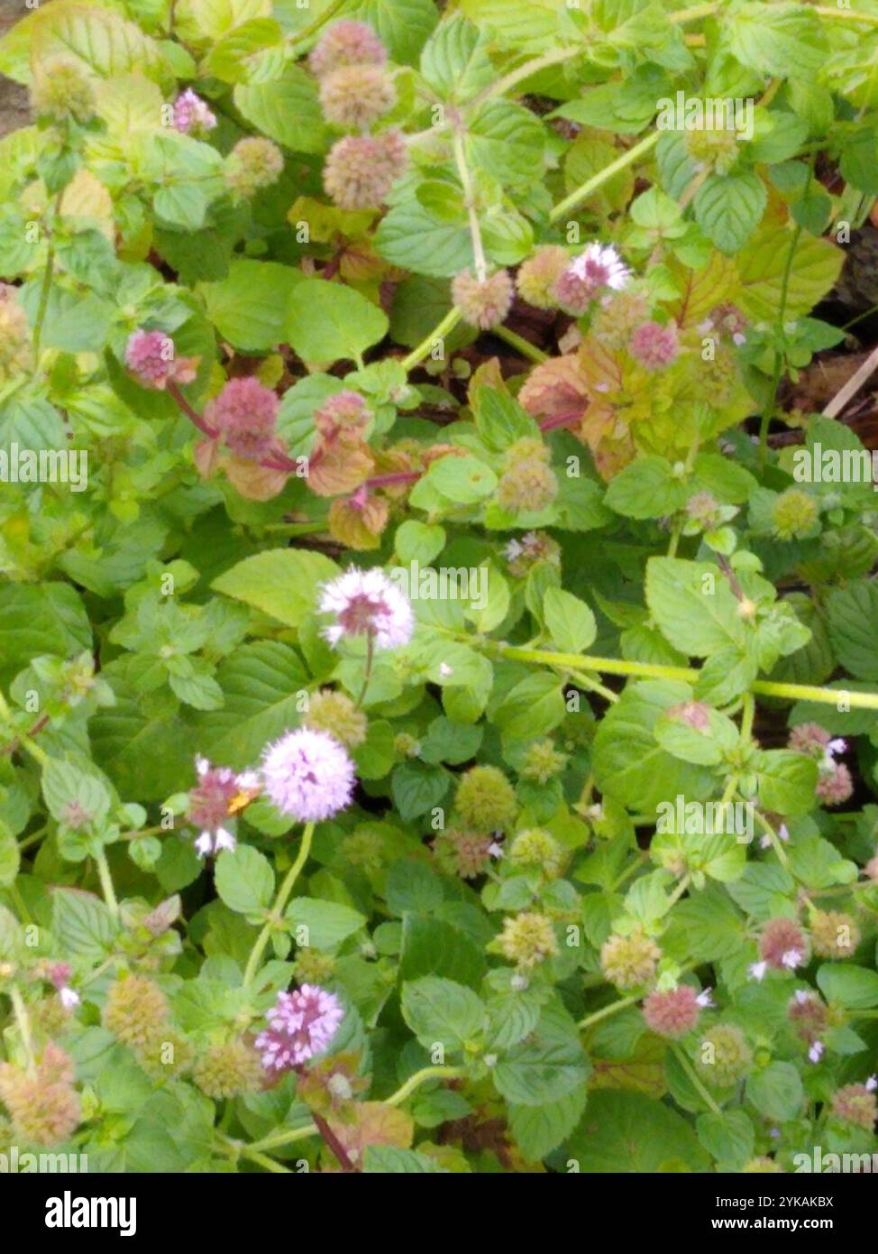 corn mint (Mentha arvensis Stock Photo - Alamy