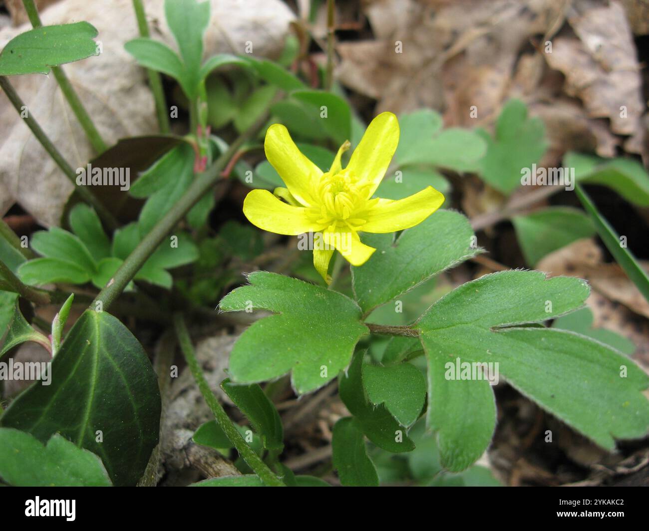 Early Buttercup (Ranunculus fascicularis Stock Photo - Alamy