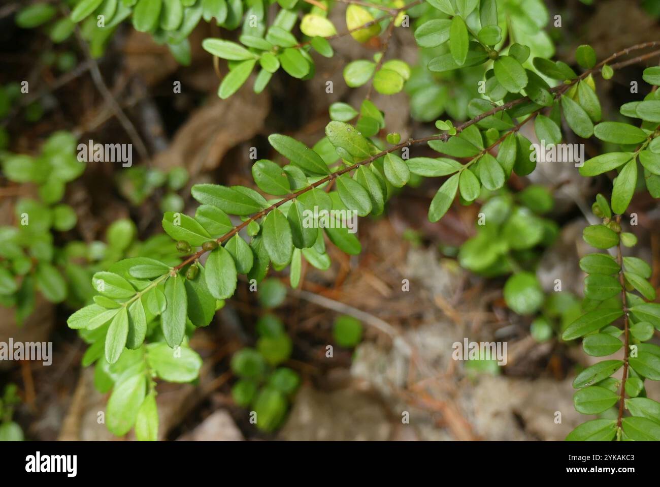 Oregon Boxwood (Paxistima myrsinites Stock Photo - Alamy
