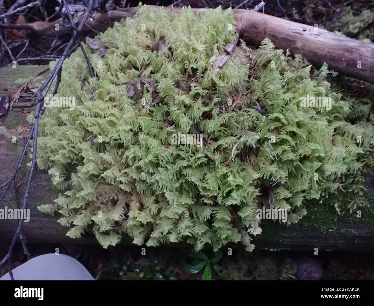 Ostrich-plume Moss (Ptilium crista-castrensis Stock Photo - Alamy