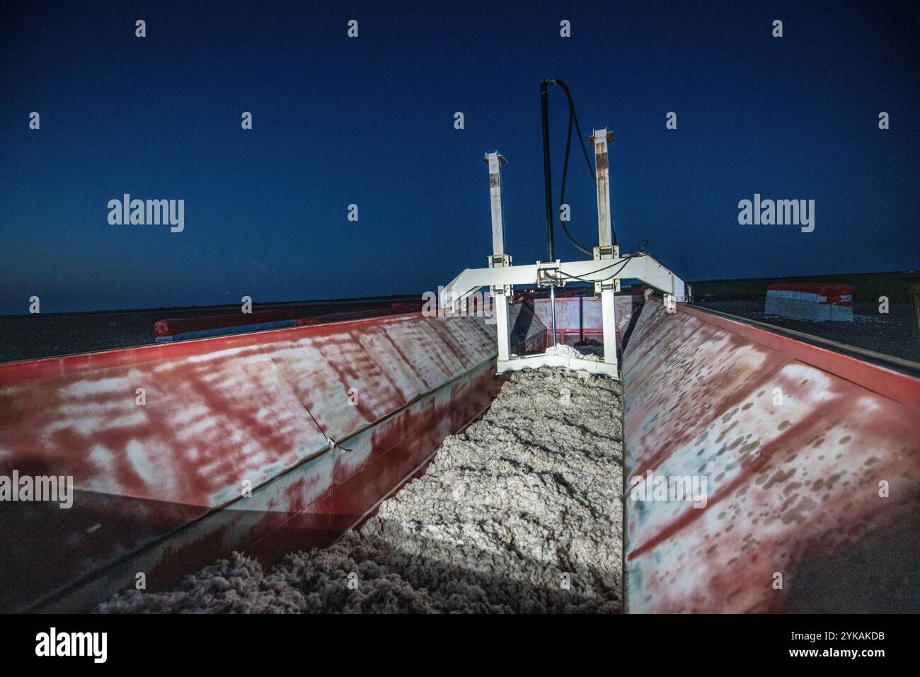 Cotton seen on field hi-res stock photography and images - Alamy
