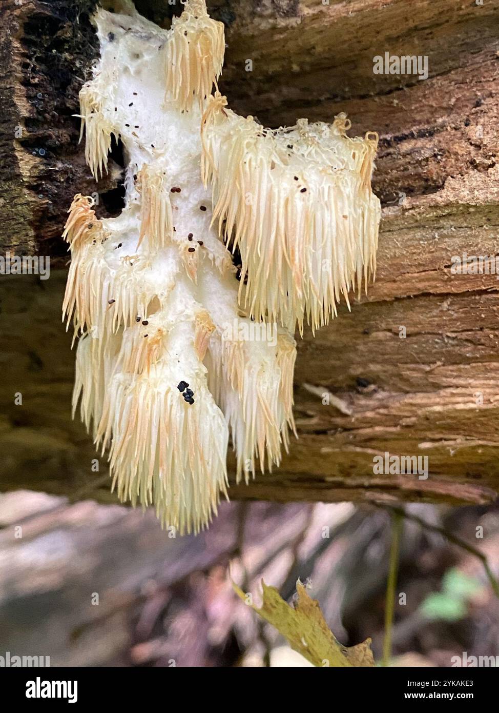 Bear's Head Tooth (Hericium americanum Stock Photo - Alamy