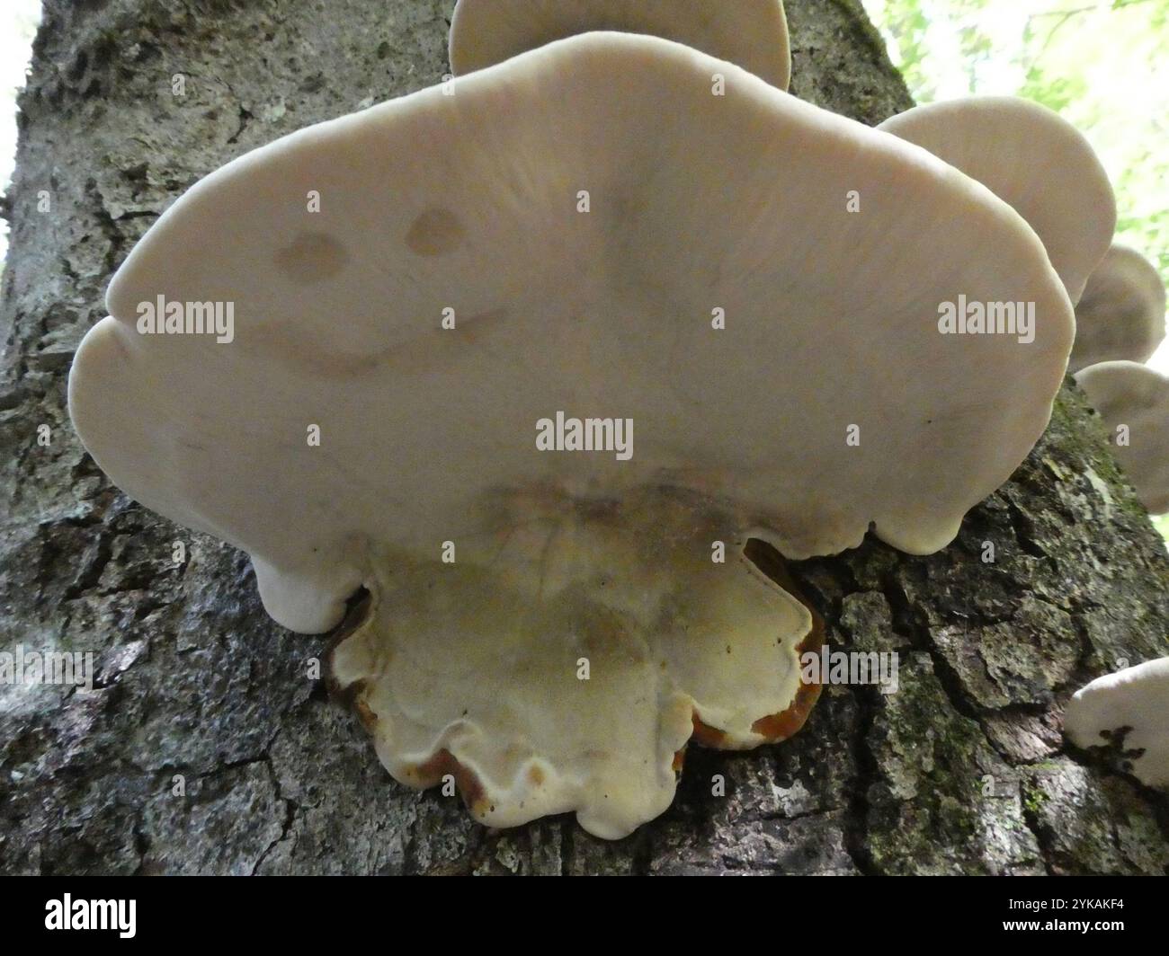 Resinous Polypore (Ischnoderma resinosum Stock Photo - Alamy