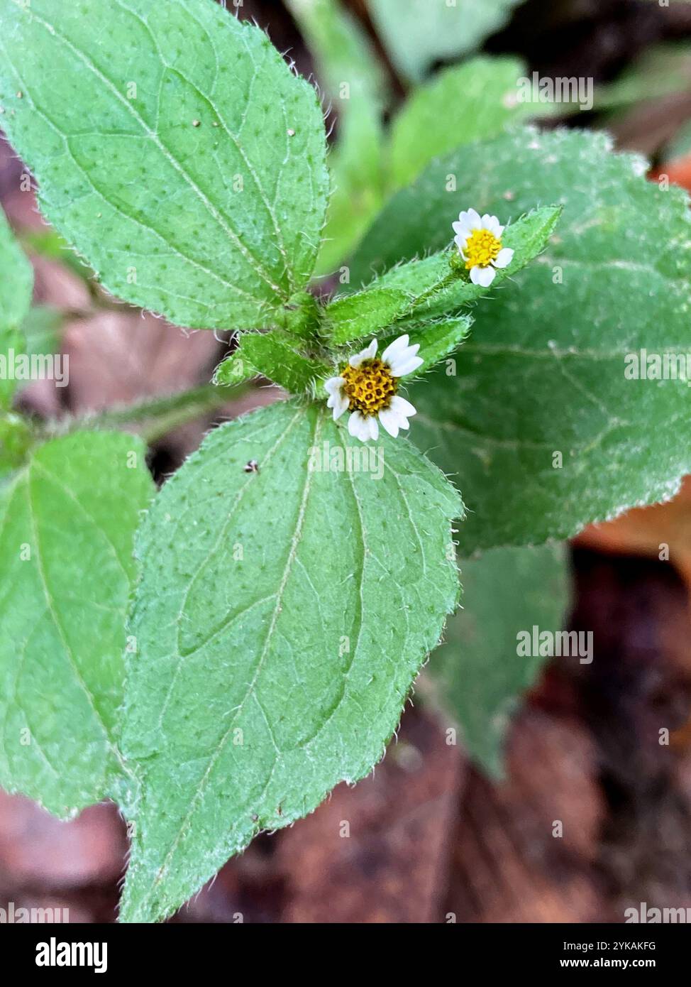 shaggy soldier (Galinsoga quadriradiata Stock Photo - Alamy