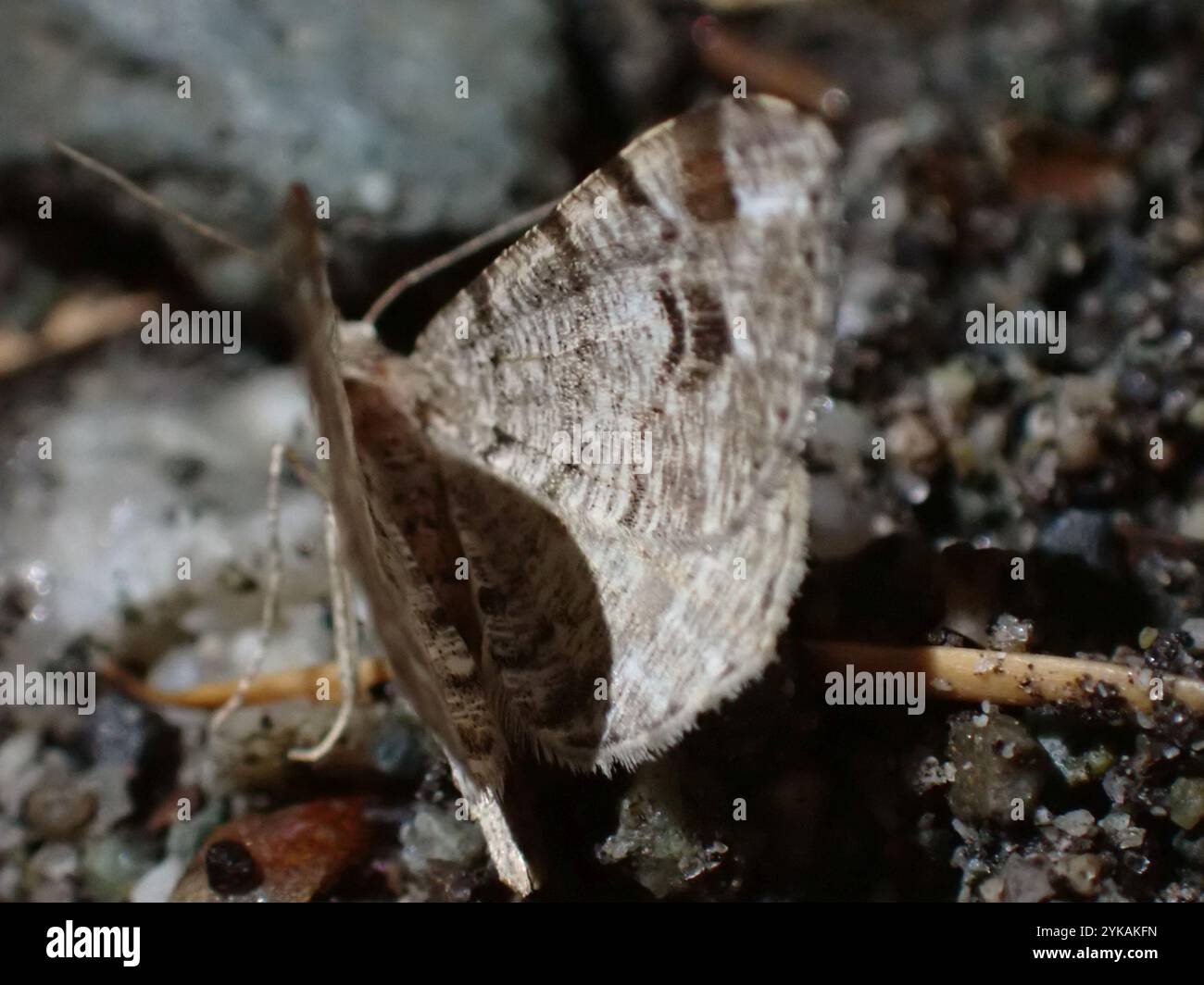 Pale-marked Angle (Macaria signaria Stock Photo - Alamy