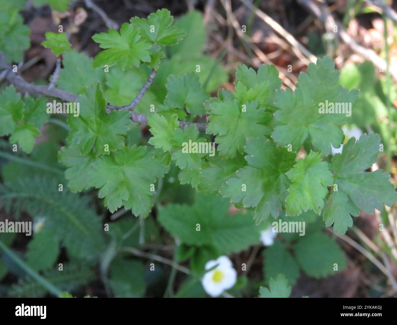 Canadian gooseberry hi-res stock photography and images - Alamy