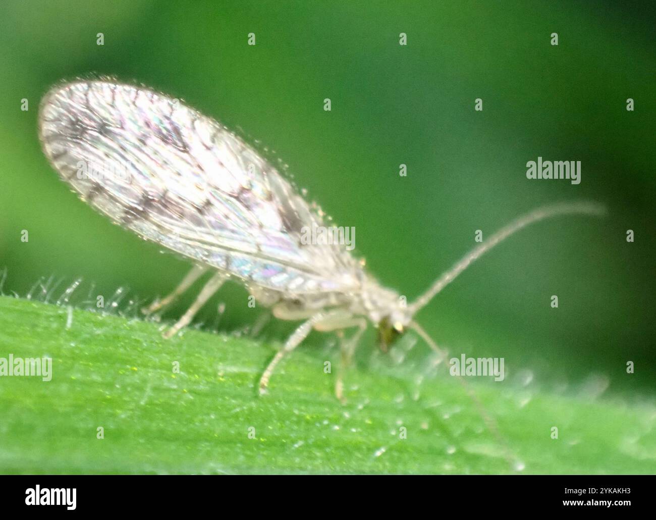 Micromus variegatus hi-res stock photography and images - Alamy