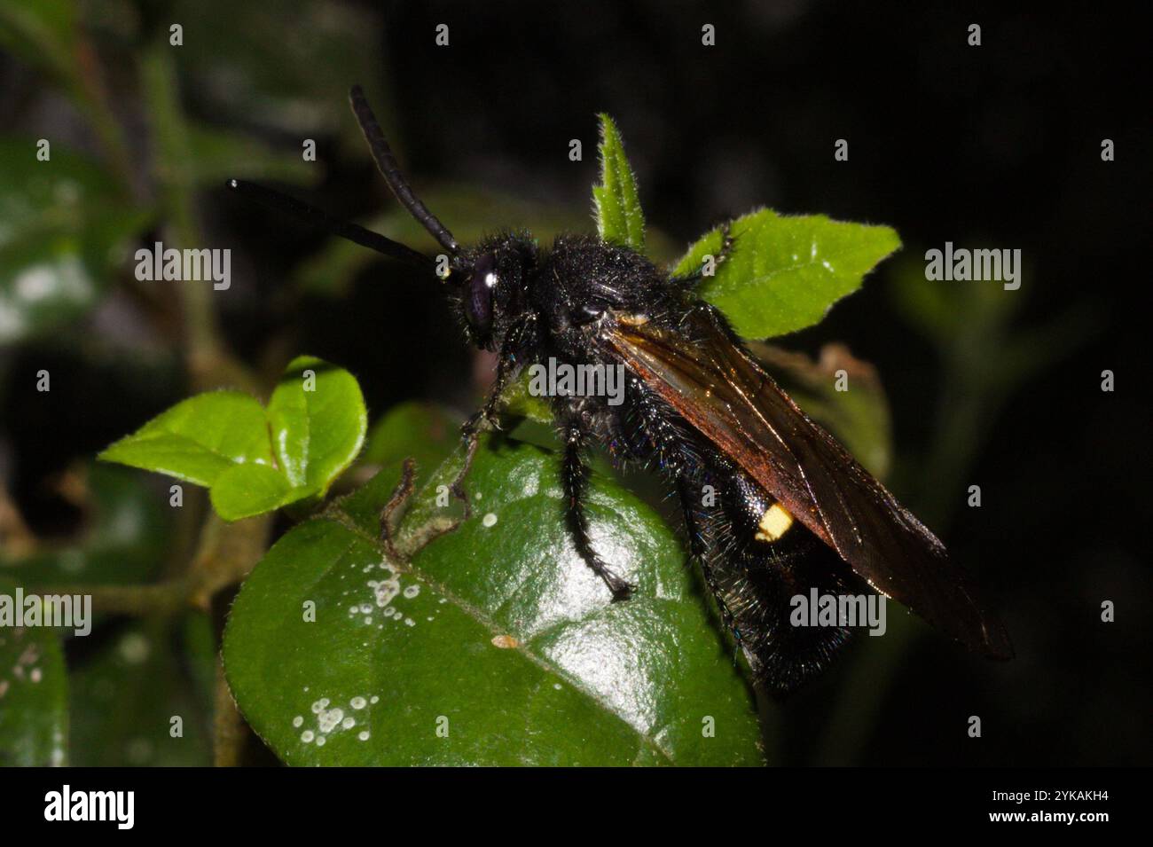 Ants, Bees, and Stinging Wasps (Aculeata Stock Photo - Alamy
