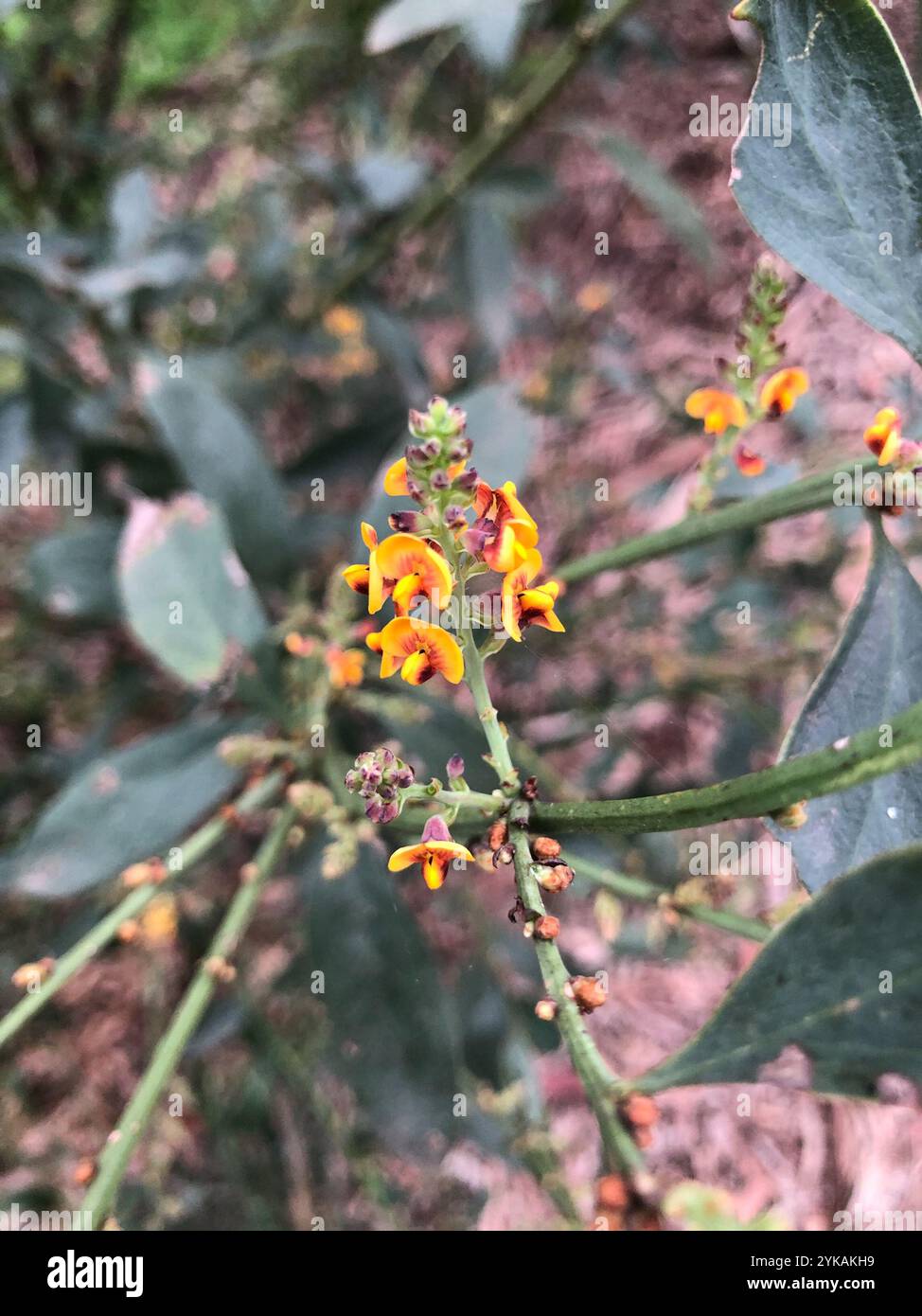 hop bitter-pea (Daviesia latifolia Stock Photo - Alamy