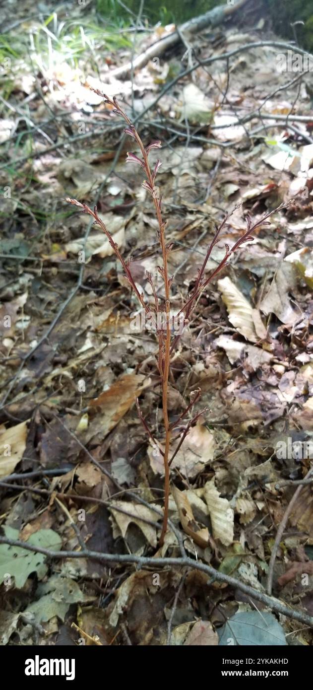 Beechdrops (Epifagus virginiana Stock Photo - Alamy