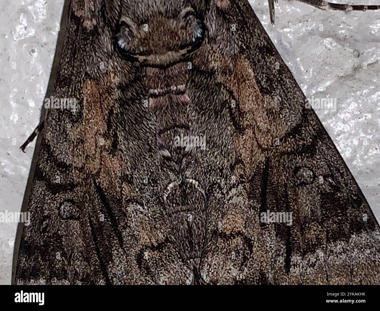 Pink-spotted Hawkmoth (Agrius cingulata Stock Photo - Alamy