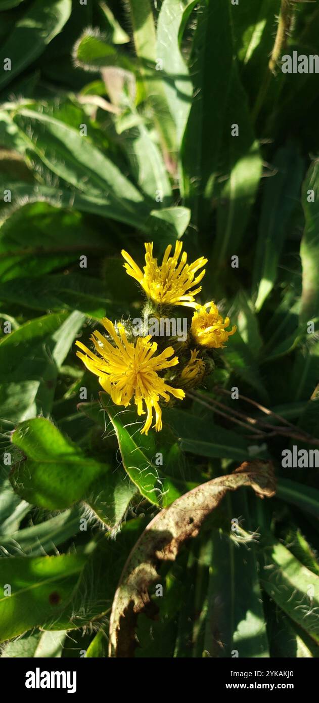 smooth hawkweed (Pilosella piloselloides Stock Photo - Alamy