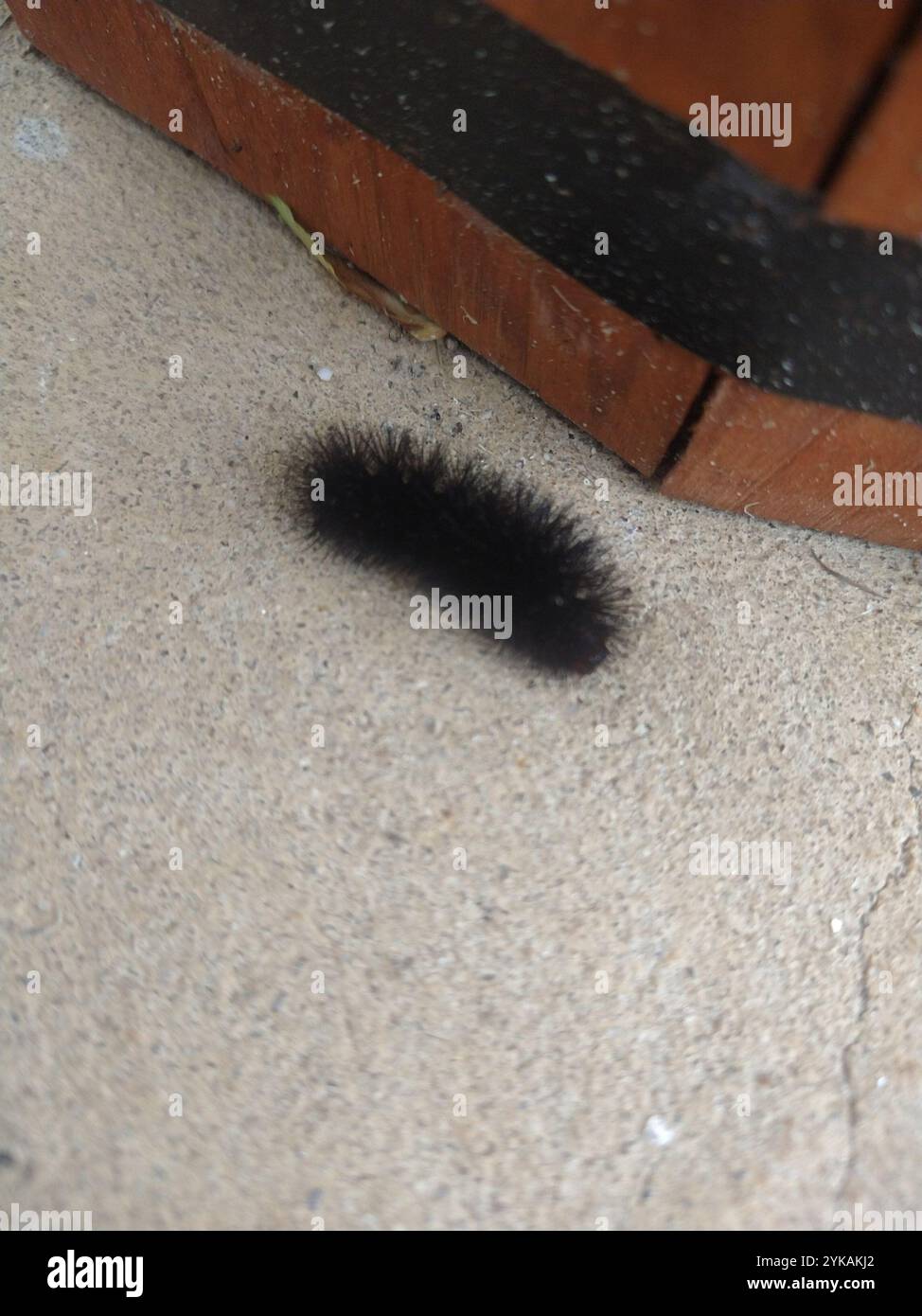 Tiger Moths (Arctiini Stock Photo - Alamy