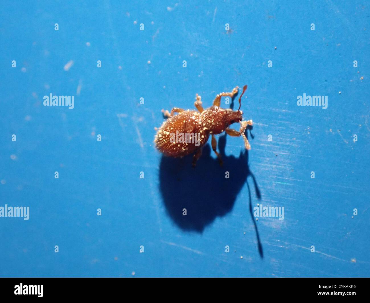 Hairy Spider Weevil (Barypeithes pellucidus Stock Photo - Alamy
