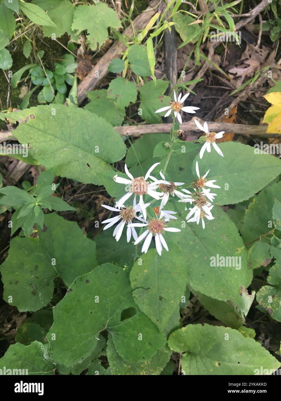 large-leaved aster (Eurybia macrophylla Stock Photo - Alamy