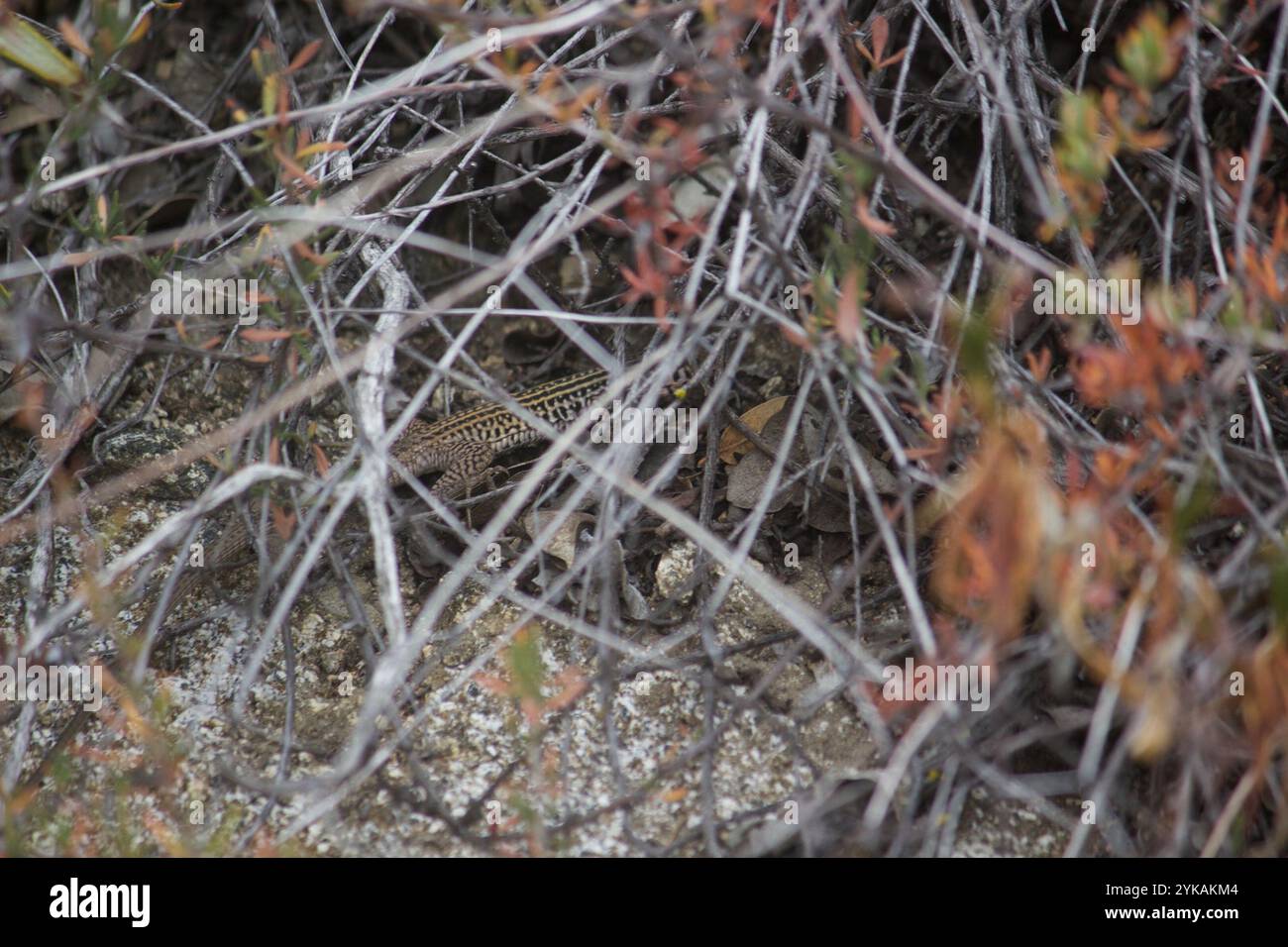 Western Whiptail (Aspidoscelis tigris Stock Photo - Alamy