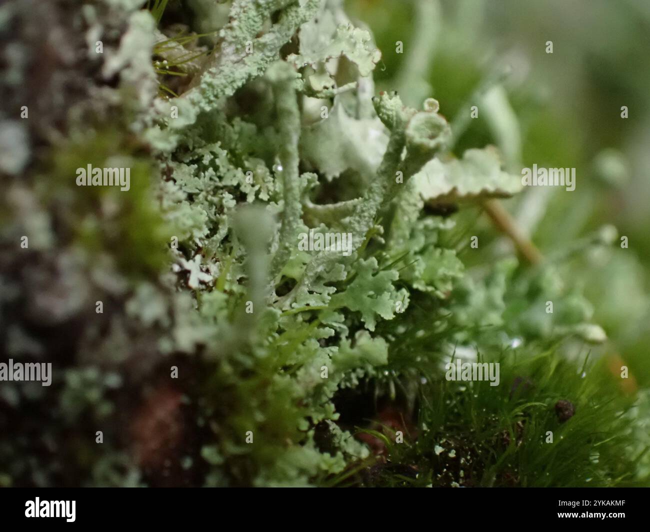 pixie cup and reindeer lichens (Cladonia Stock Photo - Alamy