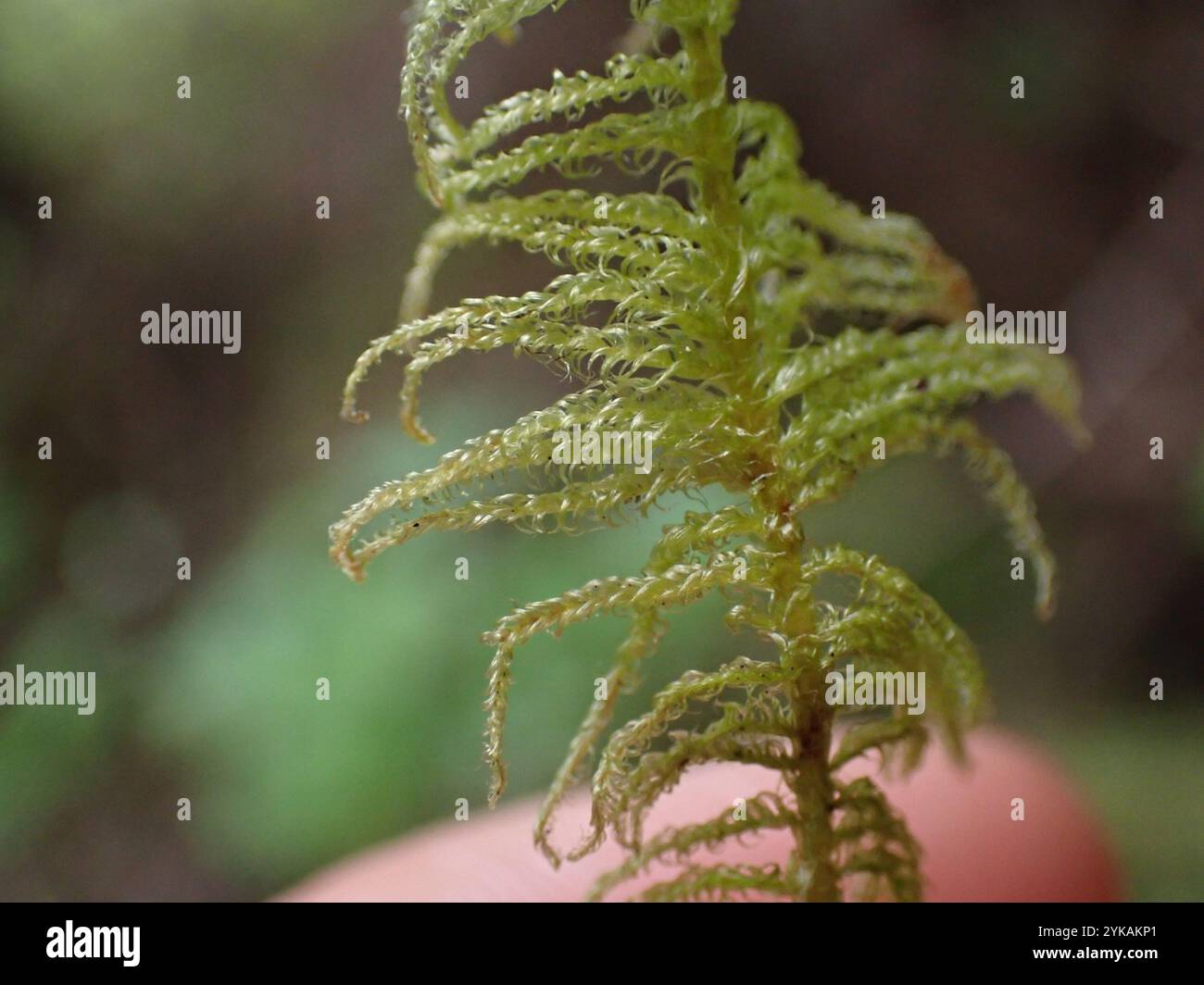 Ostrich-plume Moss (Ptilium crista-castrensis Stock Photo - Alamy