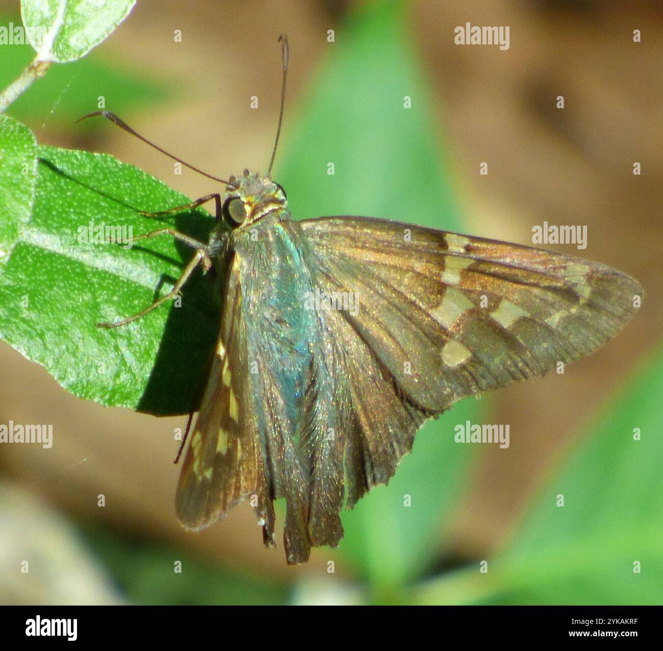 Long-tailed Skipper (Urbanus proteus Stock Photo - Alamy