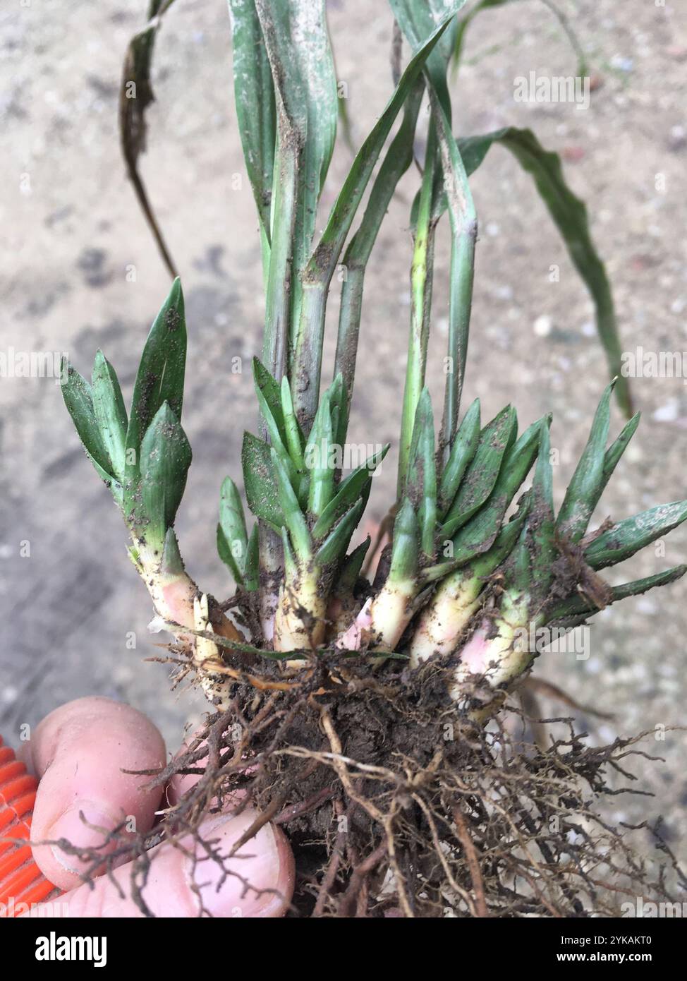 beaked panicum (Coleataenia anceps Stock Photo - Alamy