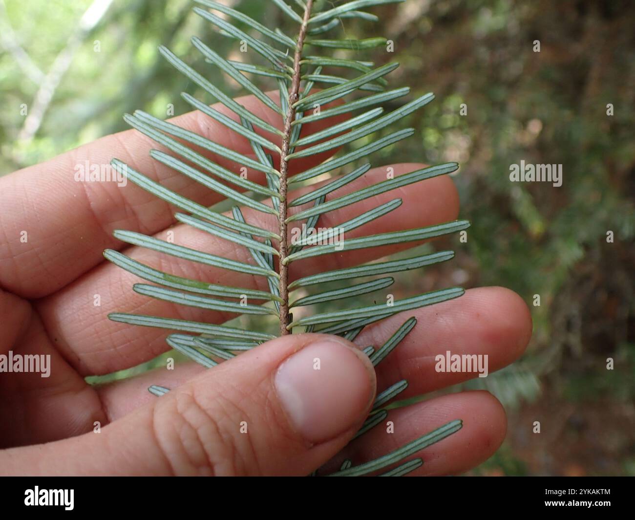 Pacific silver fir (Abies amabilis Stock Photo - Alamy