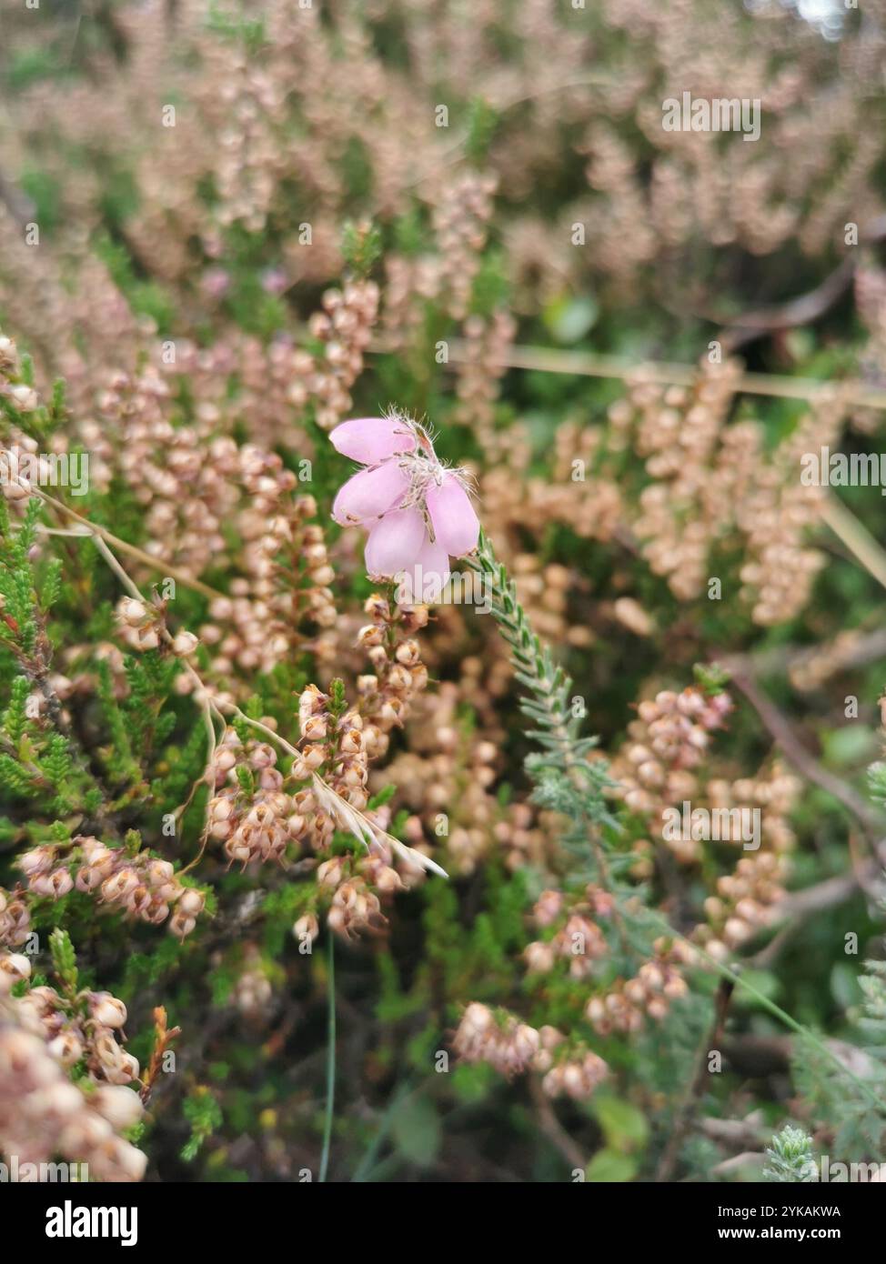 Cross-leaved Heath (Erica tetralix Stock Photo - Alamy