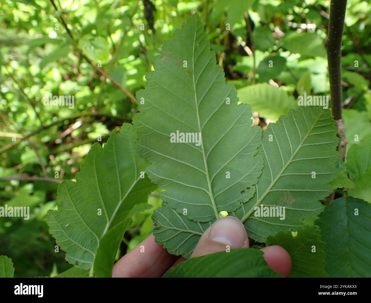 Red Alder (Alnus rubra Stock Photo - Alamy