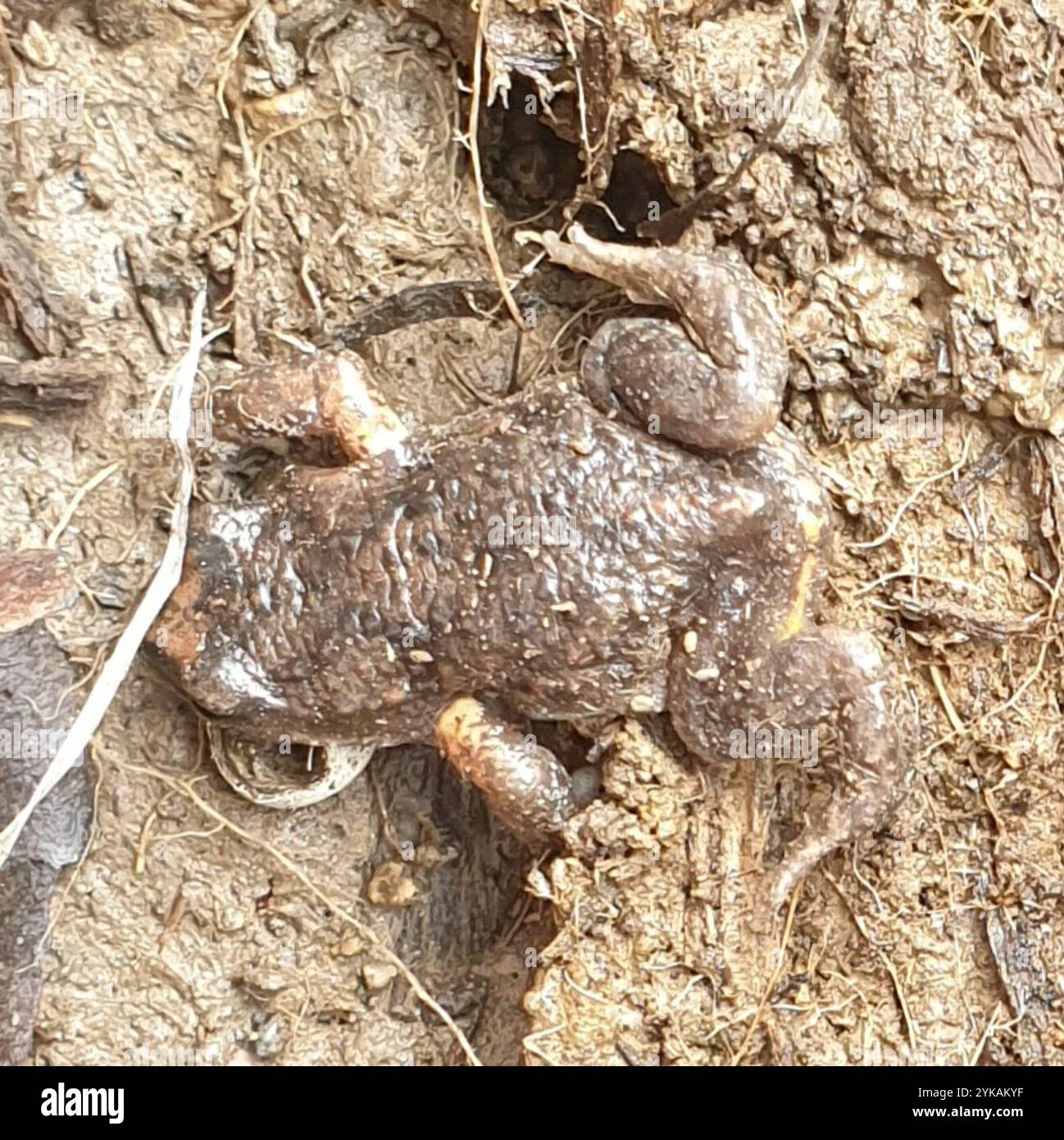 Brood frog hi-res stock photography and images - Alamy