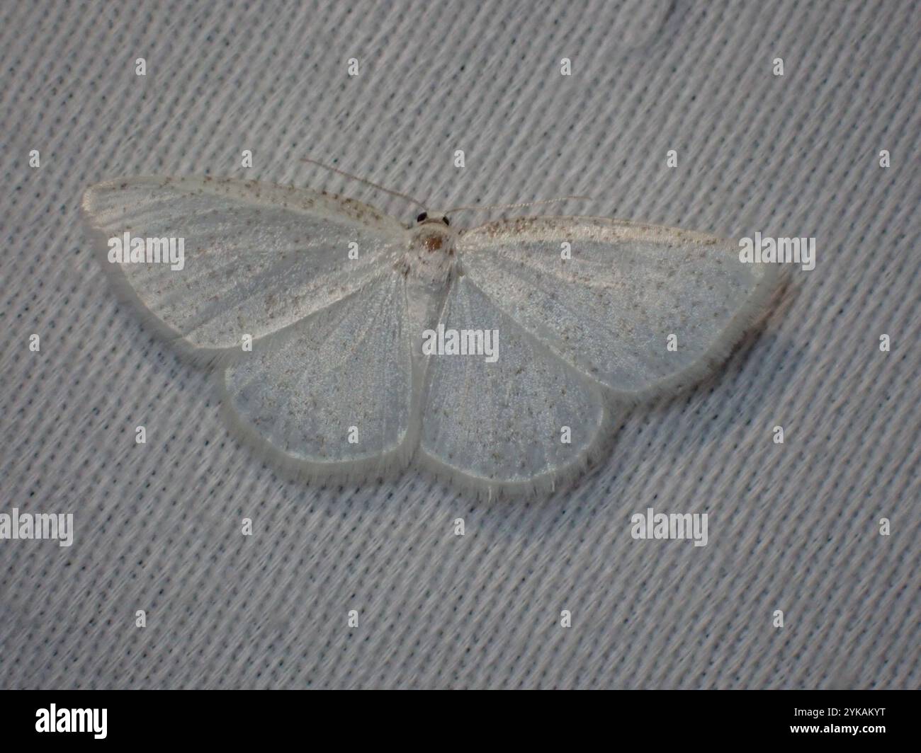 Virginalis hi-res stock photography and images - Alamy