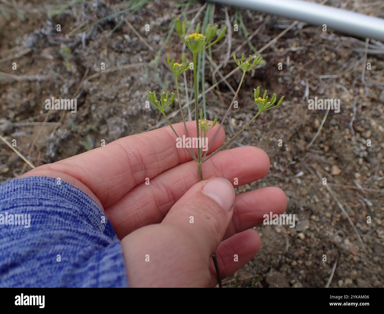 Wyeth Biscuitroot (Lomatium ambiguum Stock Photo - Alamy