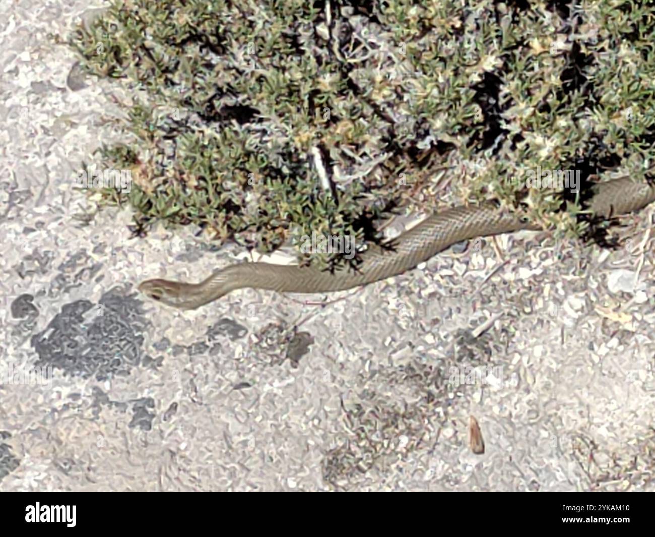 Western Yellow-bellied Racer (Coluber constrictor mormon Stock Photo ...