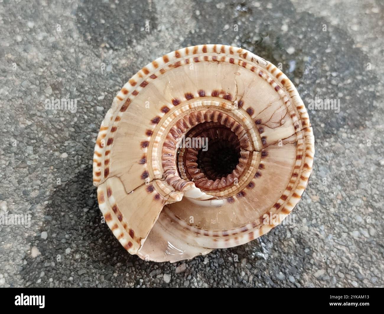 Architectonicidae hi-res stock photography and images - Alamy