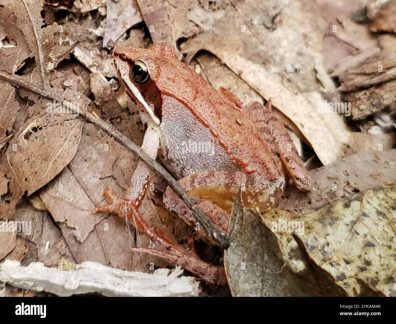Wood Frog (Lithobates sylvaticus Stock Photo - Alamy