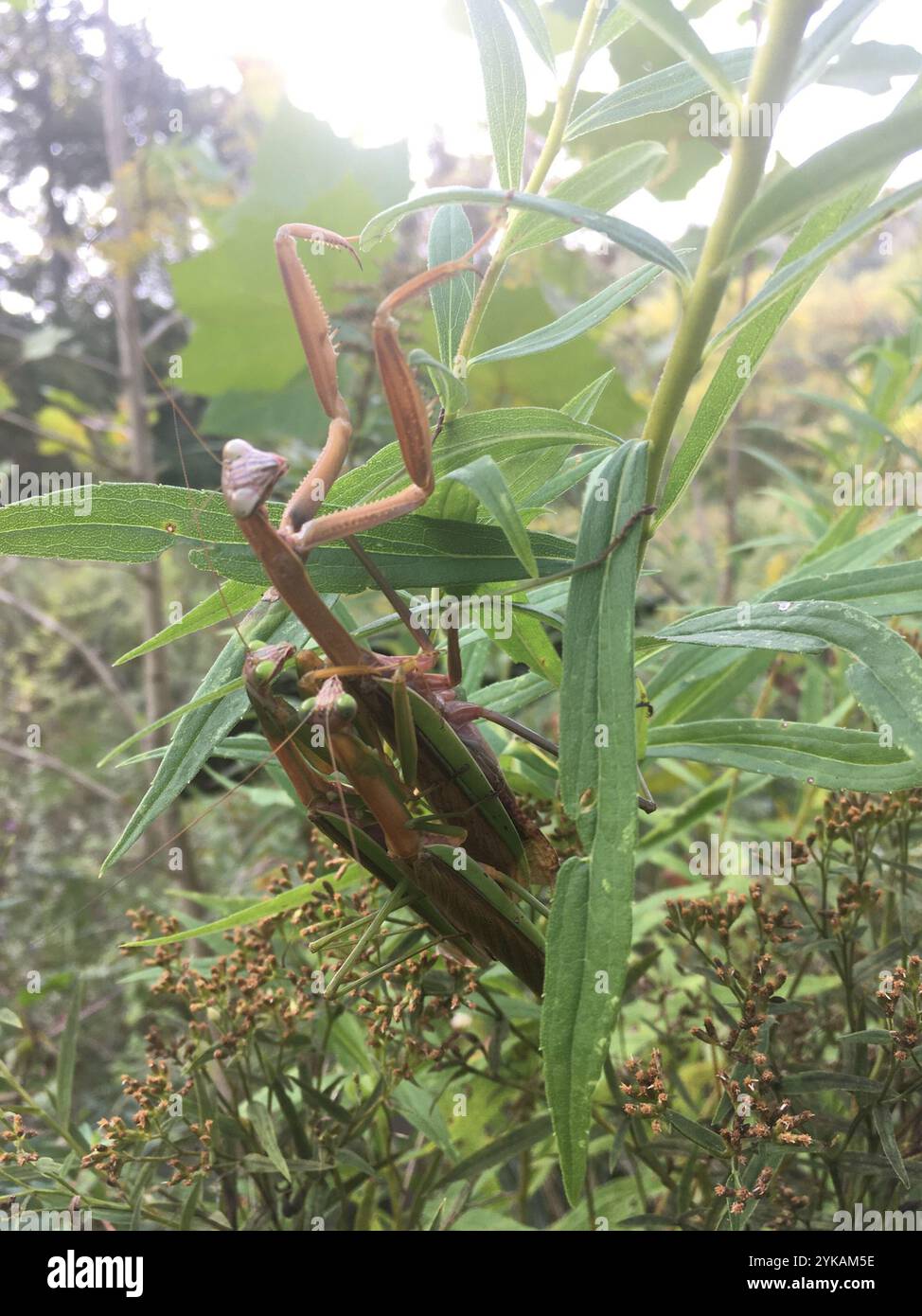 Chinese Mantis (Tenodera sinensis Stock Photo - Alamy