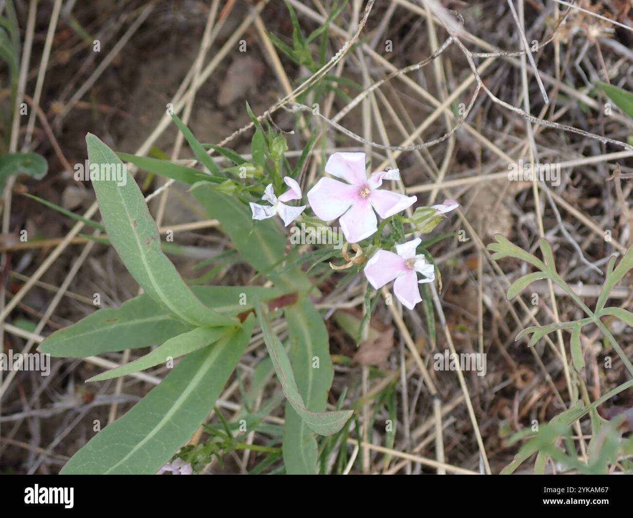 Longleaf Phlox (Phlox longifolia Stock Photo - Alamy