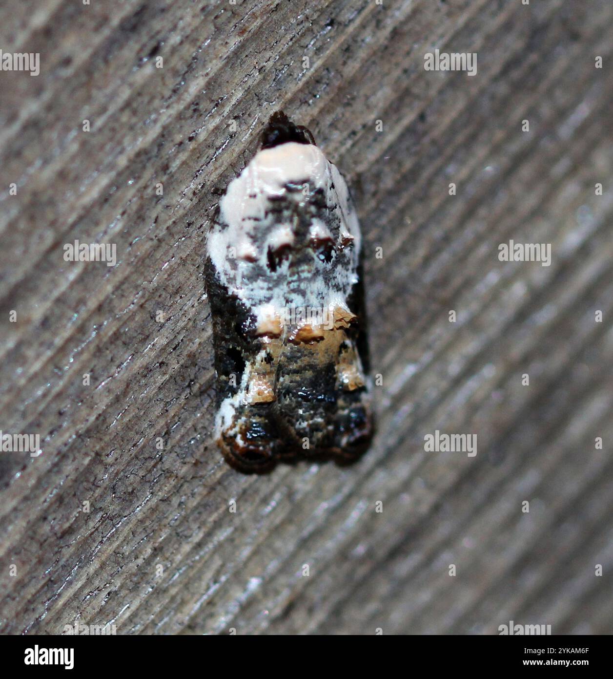 Snowy-shouldered Acleris Moth (Acleris nivisellana Stock Photo - Alamy