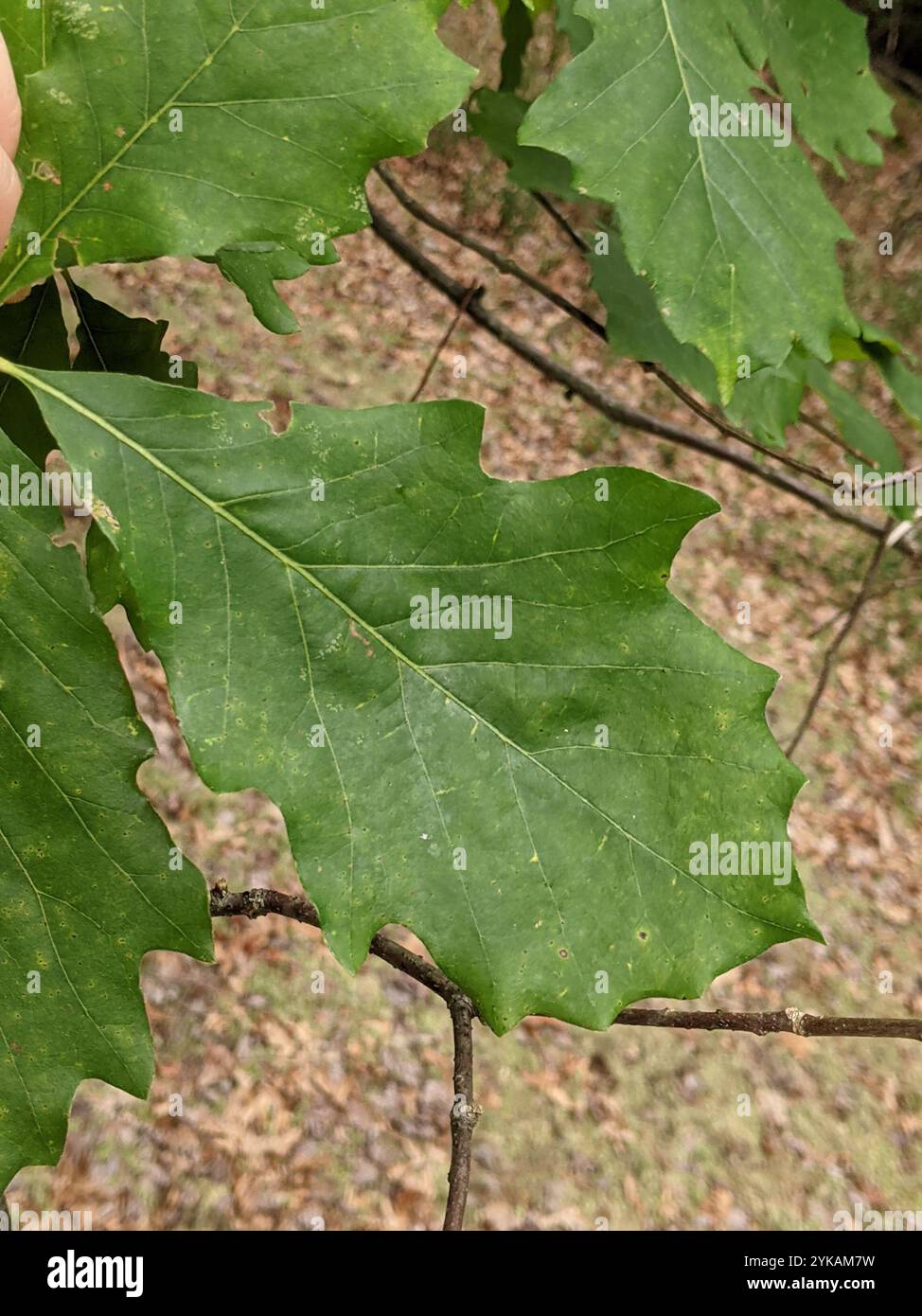 swamp white oak (Quercus bicolor Stock Photo - Alamy