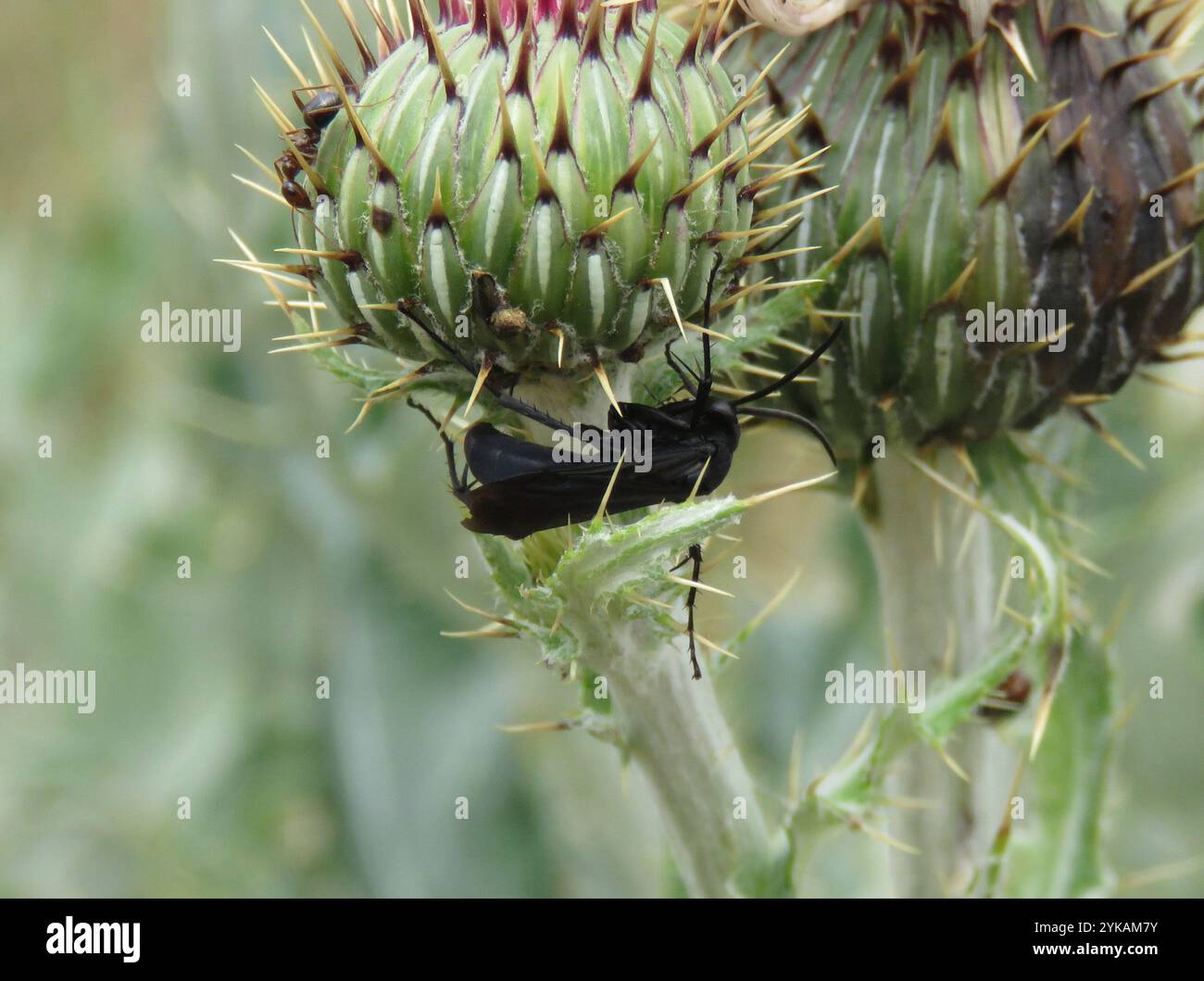 Spider Wasps (Pompilidae Stock Photo - Alamy