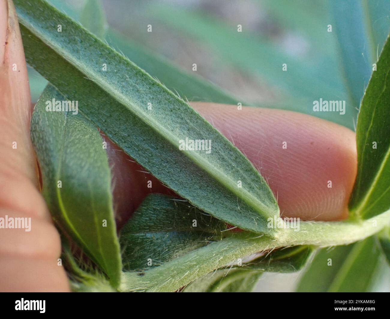 stoneseeds, puccoons, and gromwells (Lithospermum Stock Photo - Alamy
