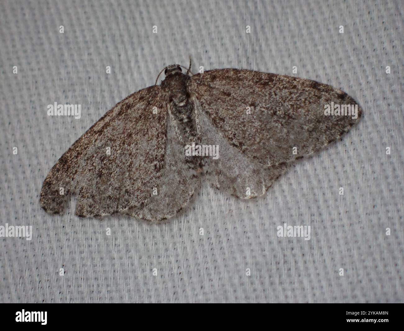 Geometer Moths (Geometridae Stock Photo - Alamy
