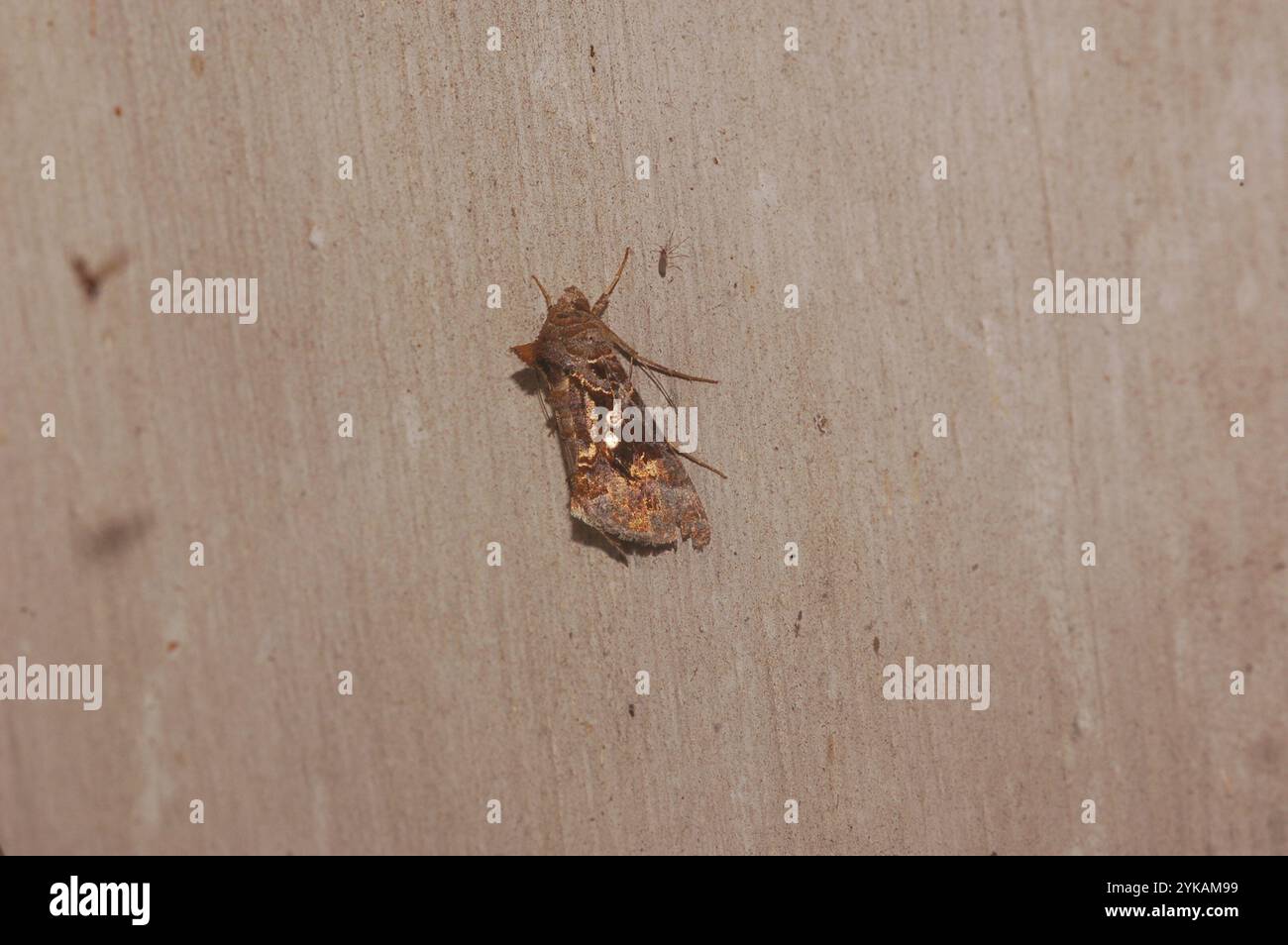 Plusiine Looper Moths (Plusiinae Stock Photo - Alamy
