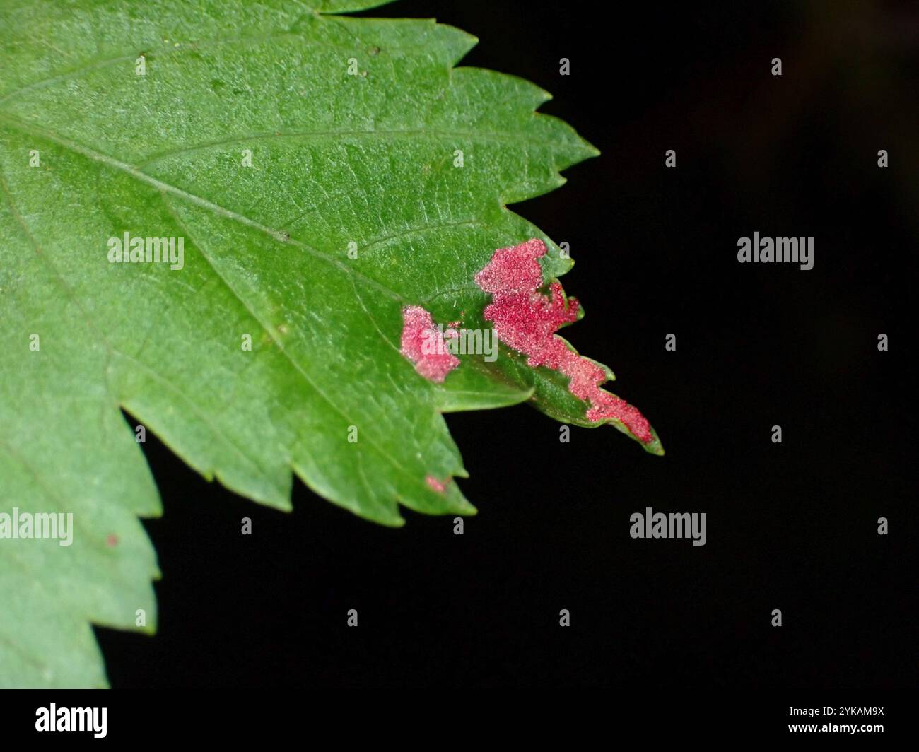 Rocky Mountain Maple Felt Mite (Aceria calaceris Stock Photo - Alamy