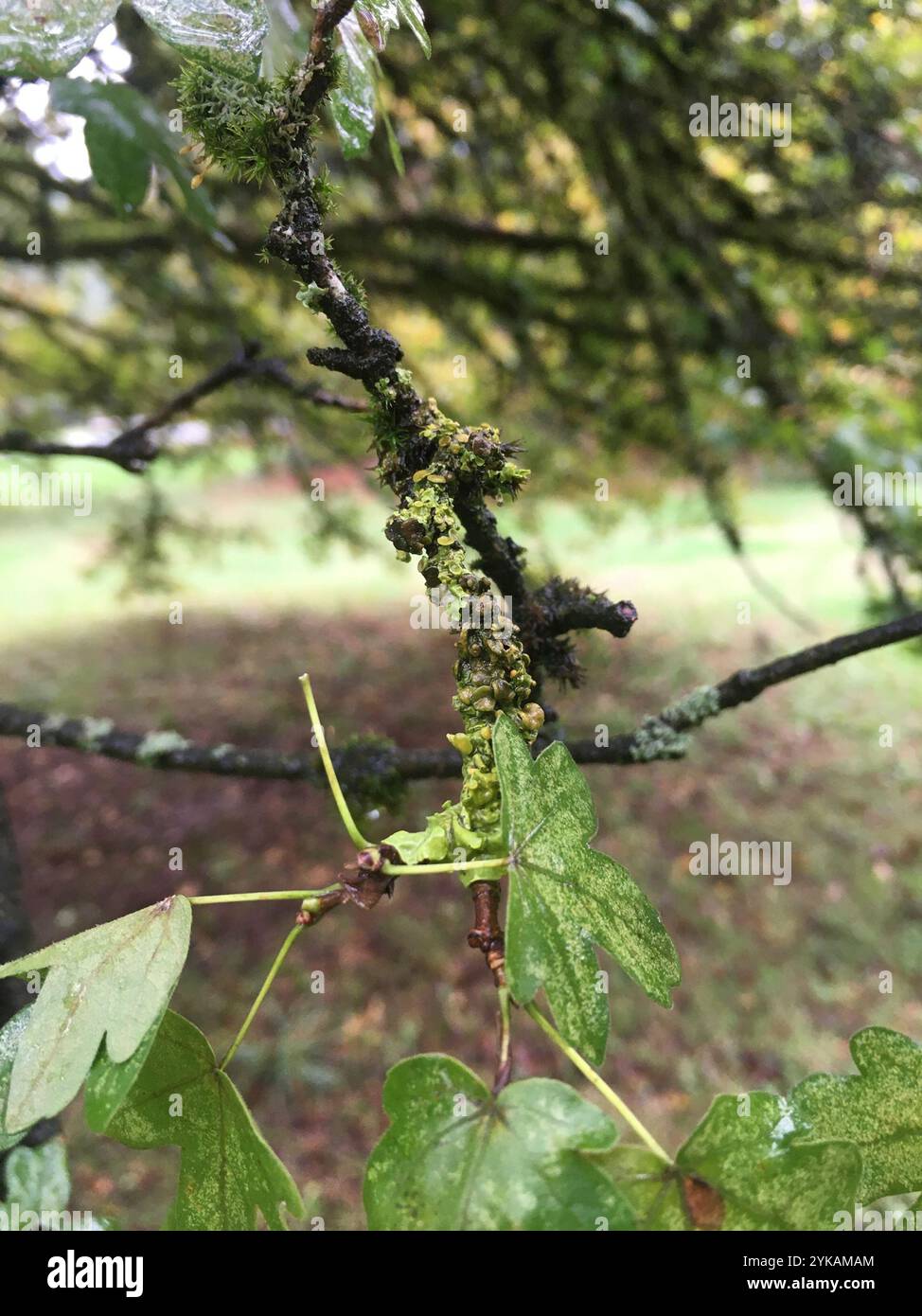 Polycauliona hi-res stock photography and images - Alamy